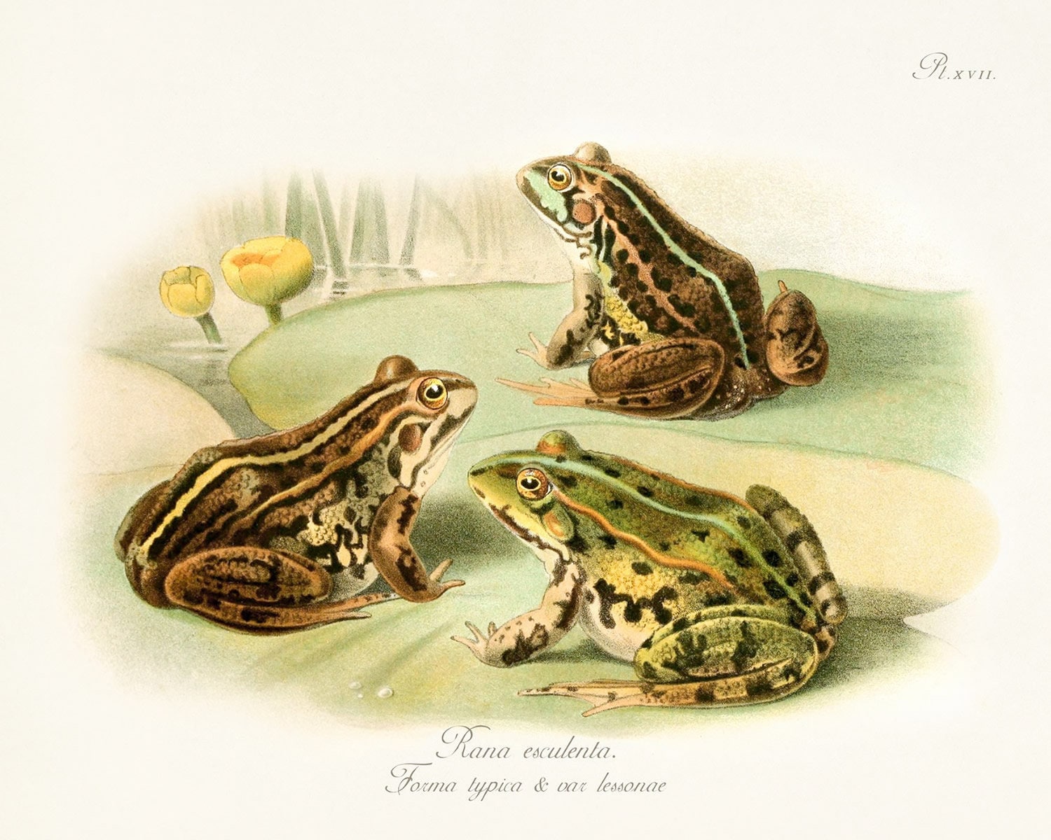 Frogs Print Set. Four Frog Illustrations From the Book the - Etsy