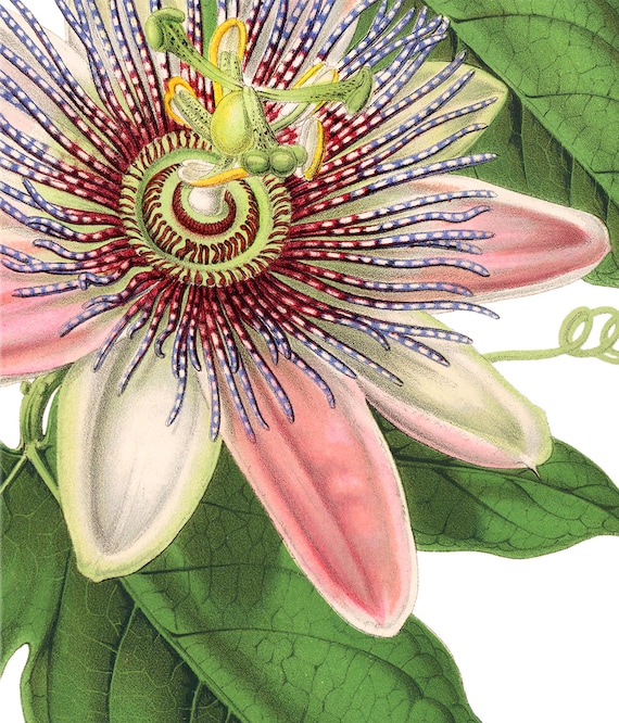 Passion Flower Plant Drawing