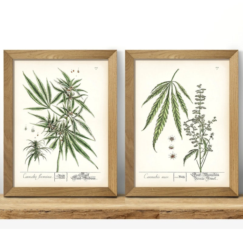 Marijuana Botanical Print - Etsy