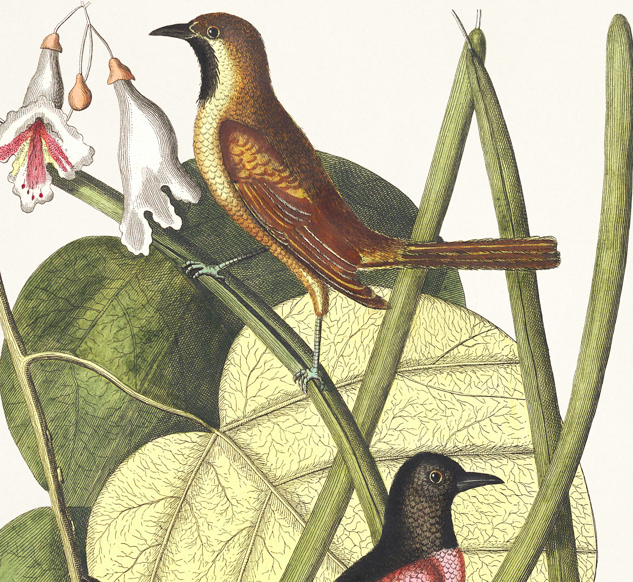 Beautiful Bird Print Illustrated by Mark Catesby (1683-1749). "bastard ...
