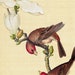 Birds / Antique Chinese Birds Painting by Giuseppe Castiglione (1688 ...