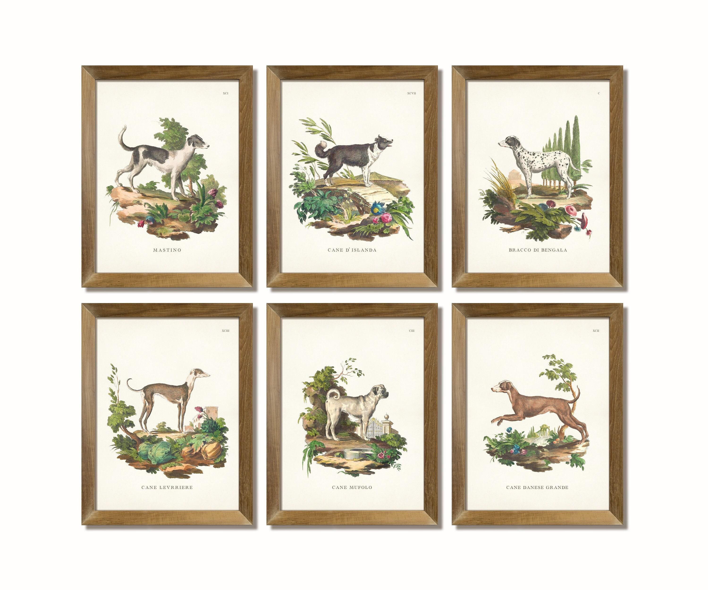 Vintage Dogs Print Set. Dog Breeds. Antique Dog Prints of the - Etsy
