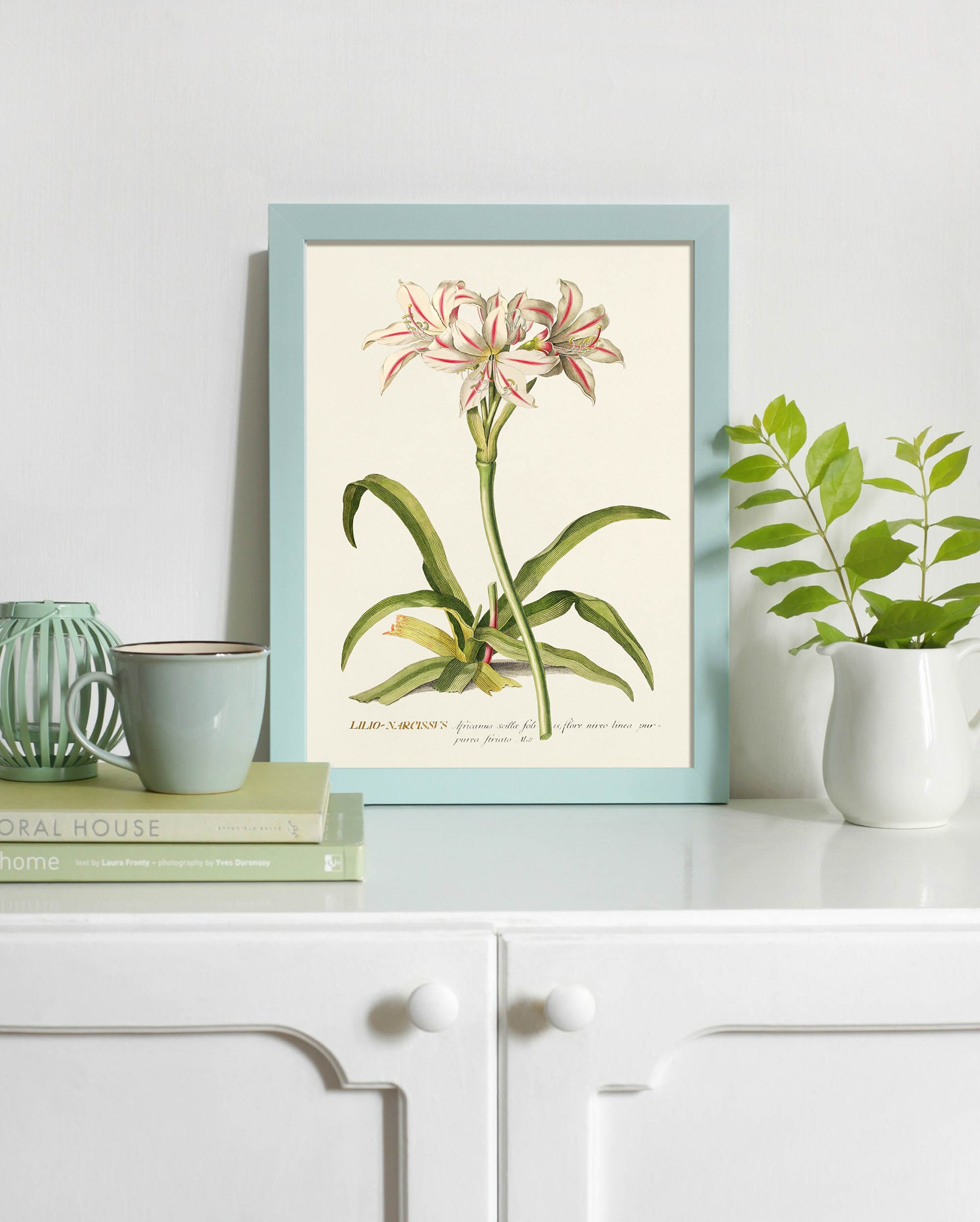 Vintage Lilio Narcissus Print: 1750 Botanical Art by Ehret (digital ...