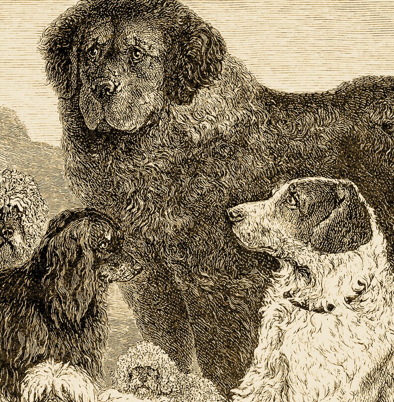 Vintage Dog Breed Prints. Dog Breeds. Antique German Prints (1876 ...