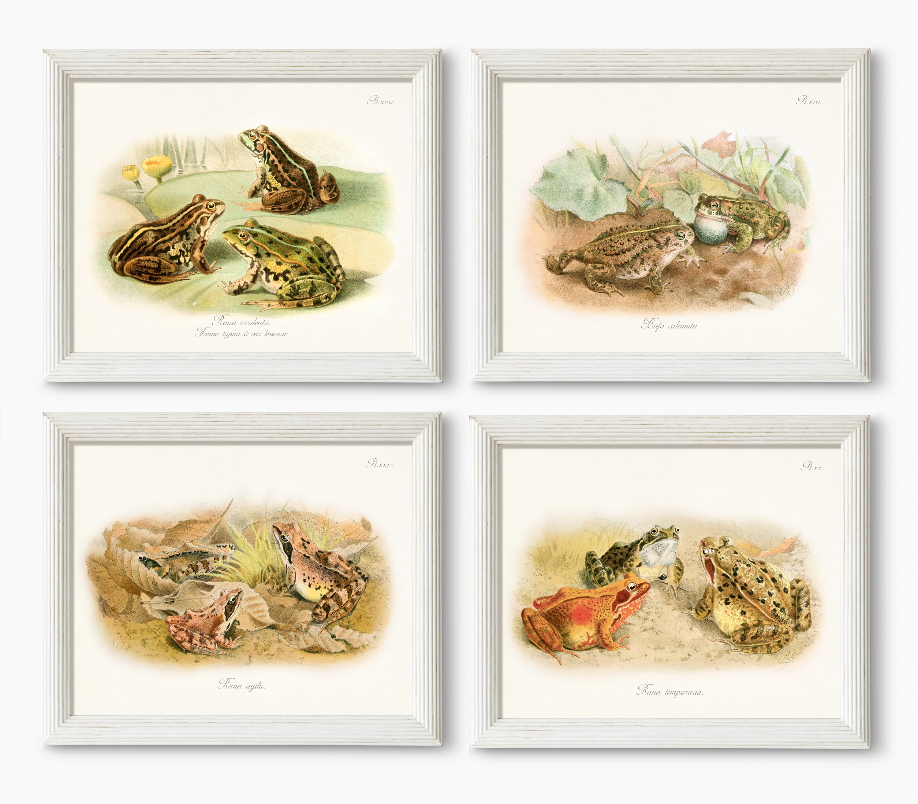 Frogs Print Set. Four Frog Illustrations From the Book the - Etsy