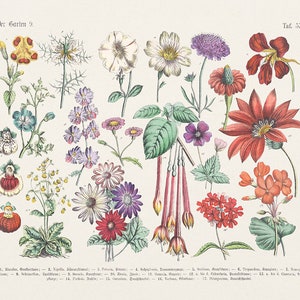 Vintage Botanical Prints. Floral Print Set. Antique German Botanical ...