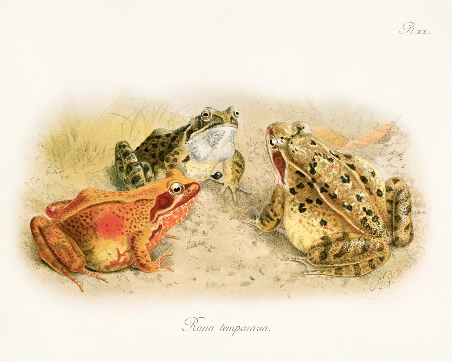 Frogs Print Set. Four Frog Illustrations From the Book the - Etsy