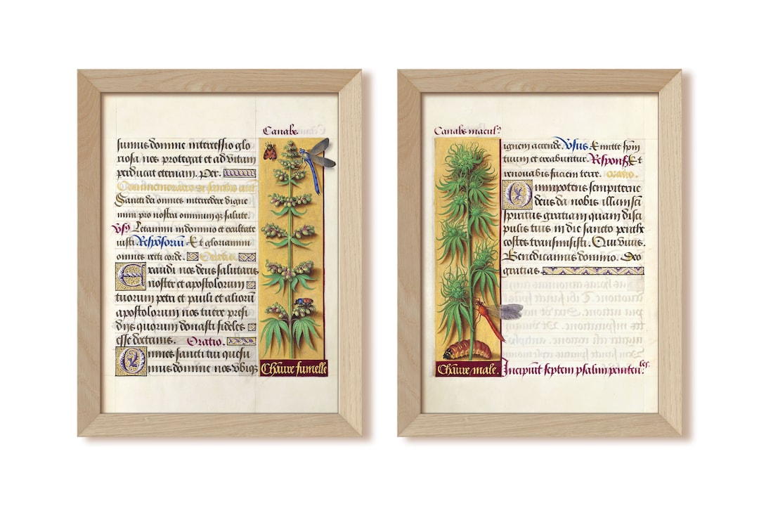 Cannabis Sativa Print Set. Marihuana Art. Botanical Illustrations From ...
