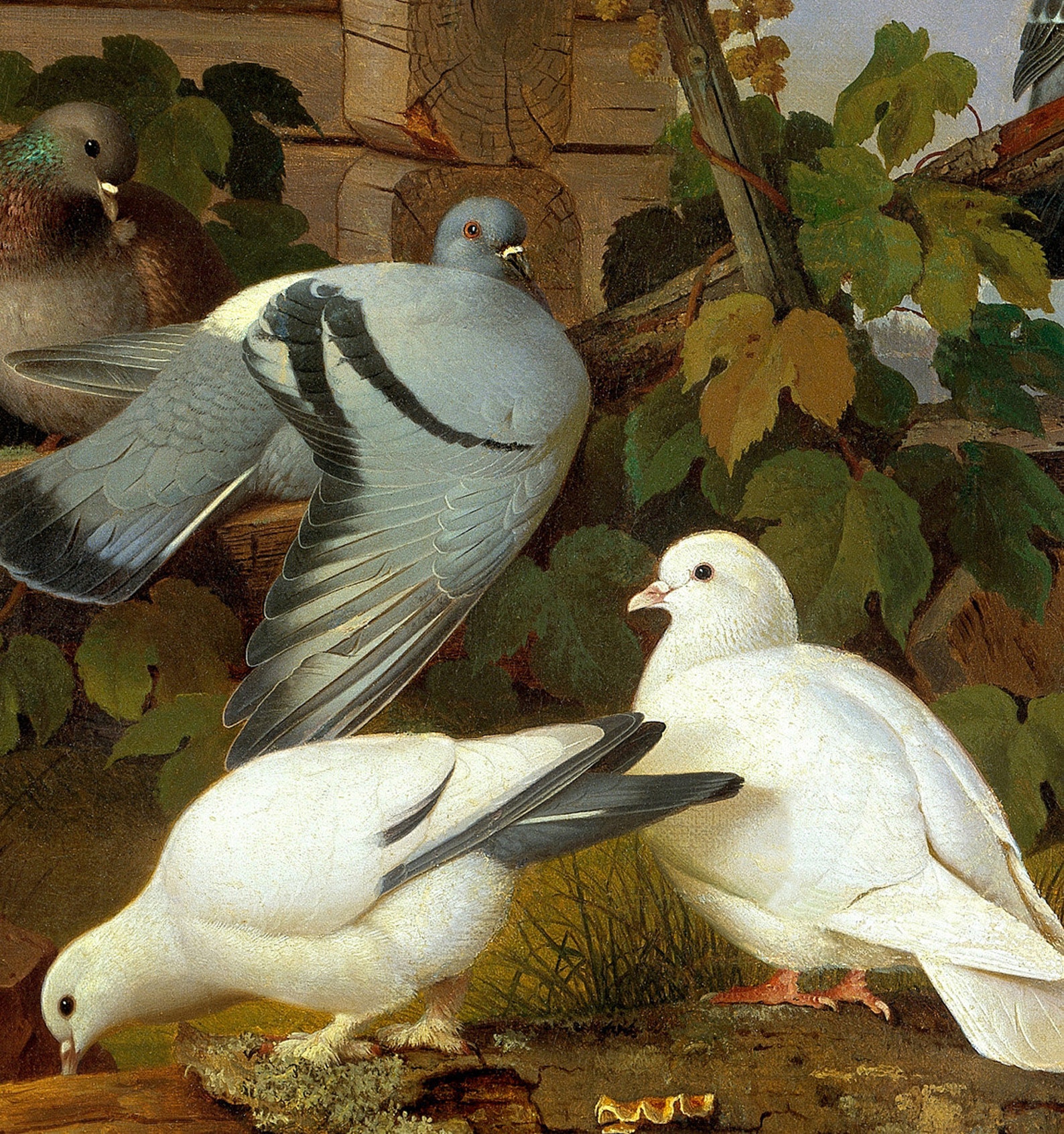 Doves. Antique Doves Painting by the Artist Ferdinand Von Wright. (1872 ...