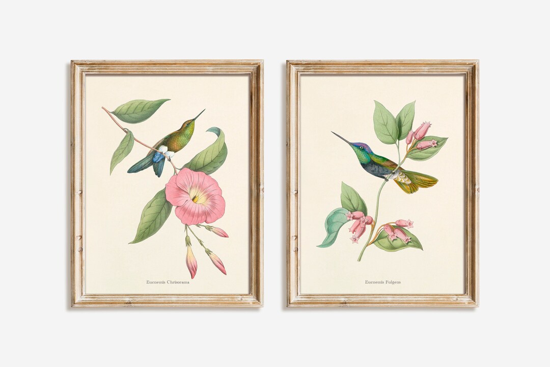 Hummingbird Print Set. Antique French Illustrations of Hummingbirds by ...