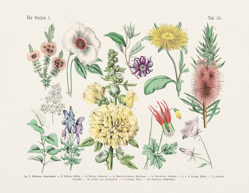 Vintage Botanical Prints. Floral Print Set. Antique German Botanical ...