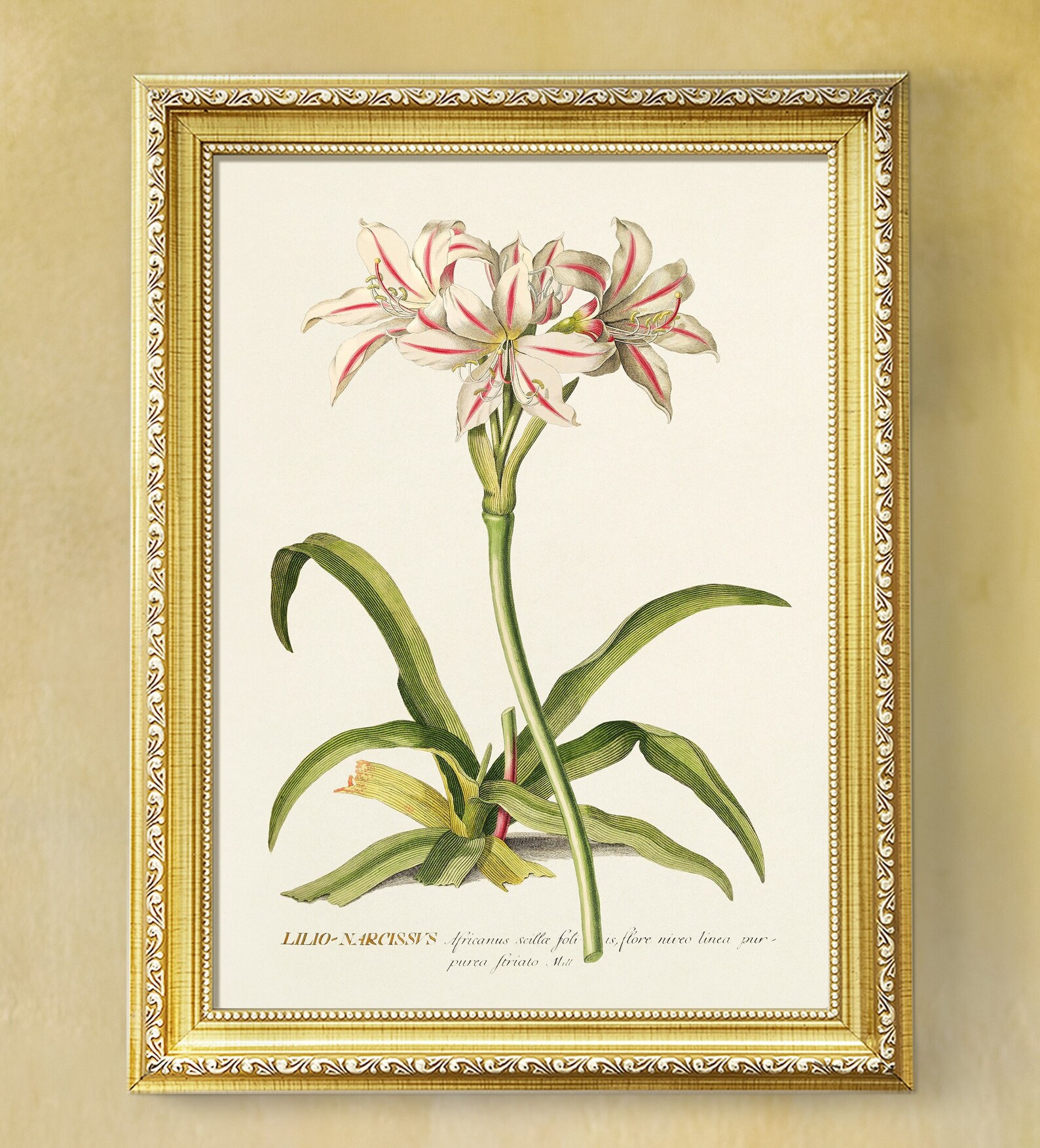 Vintage Lilio Narcissus Print: 1750 Botanical Art by Ehret (digital ...