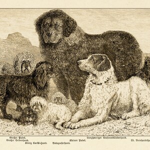 Vintage Dog Breed Prints. Dog Breeds. Antique German Prints (1876 ...