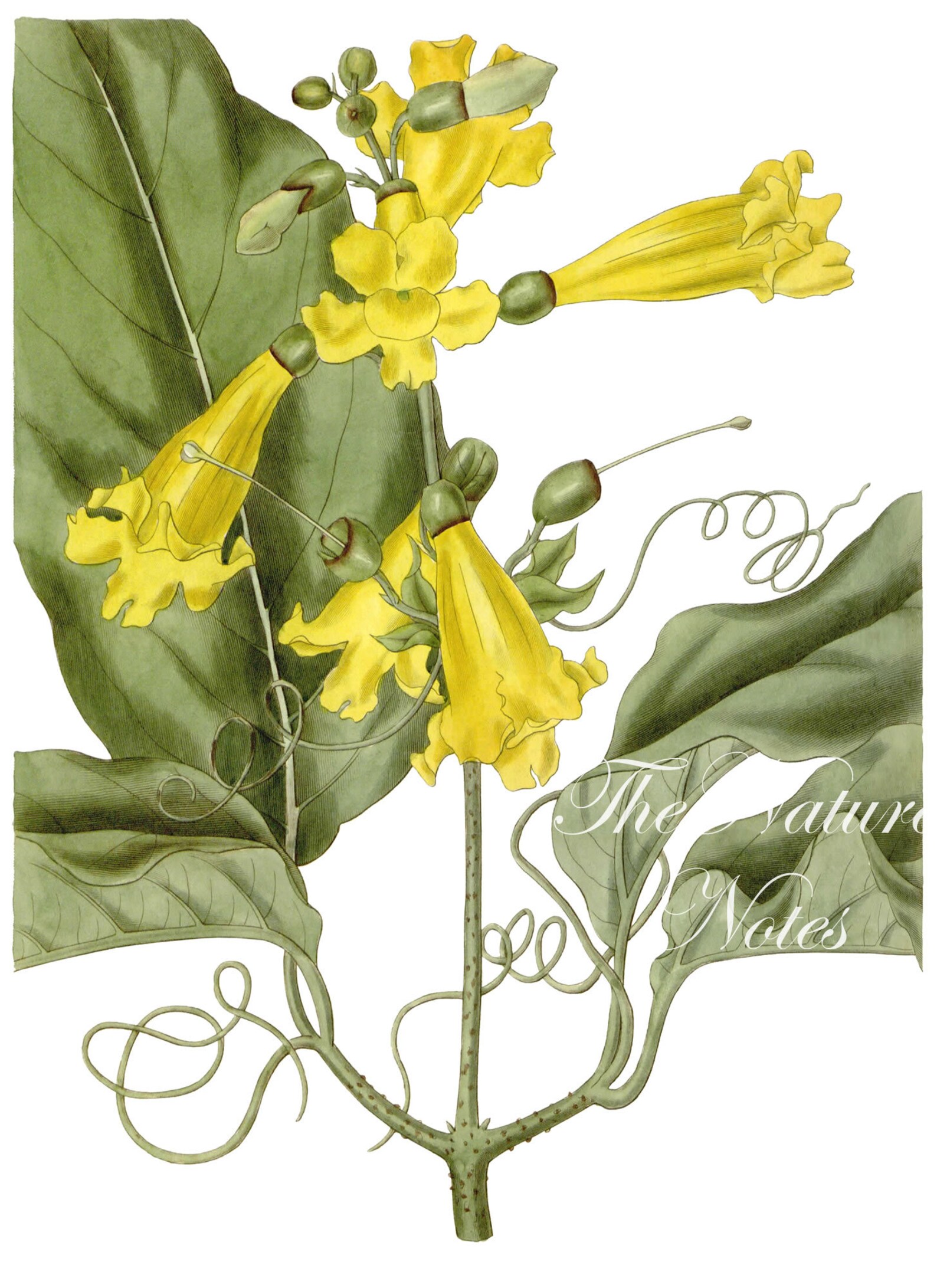 Beautiful Flowers Victorian Art Printable Art Vintage | Etsy