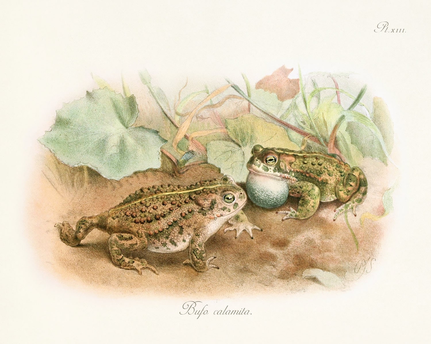 Frogs Print Set. Four Frog Illustrations From the Book the - Etsy