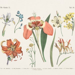 Vintage Botanical Prints. Floral Print Set. Antique German Botanical ...