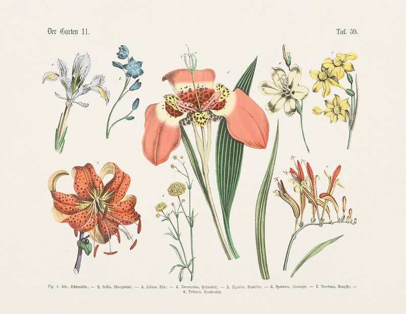 Vintage Botanical Prints. Floral Print Set. Antique German Botanical ...