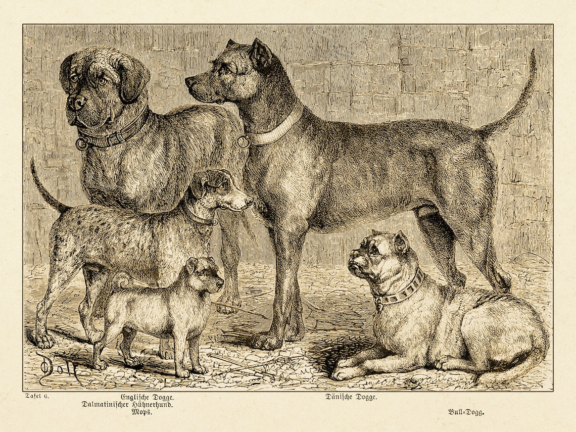 Vintage Dog Breed Prints. Dog Breeds. Antique German Prints - Etsy