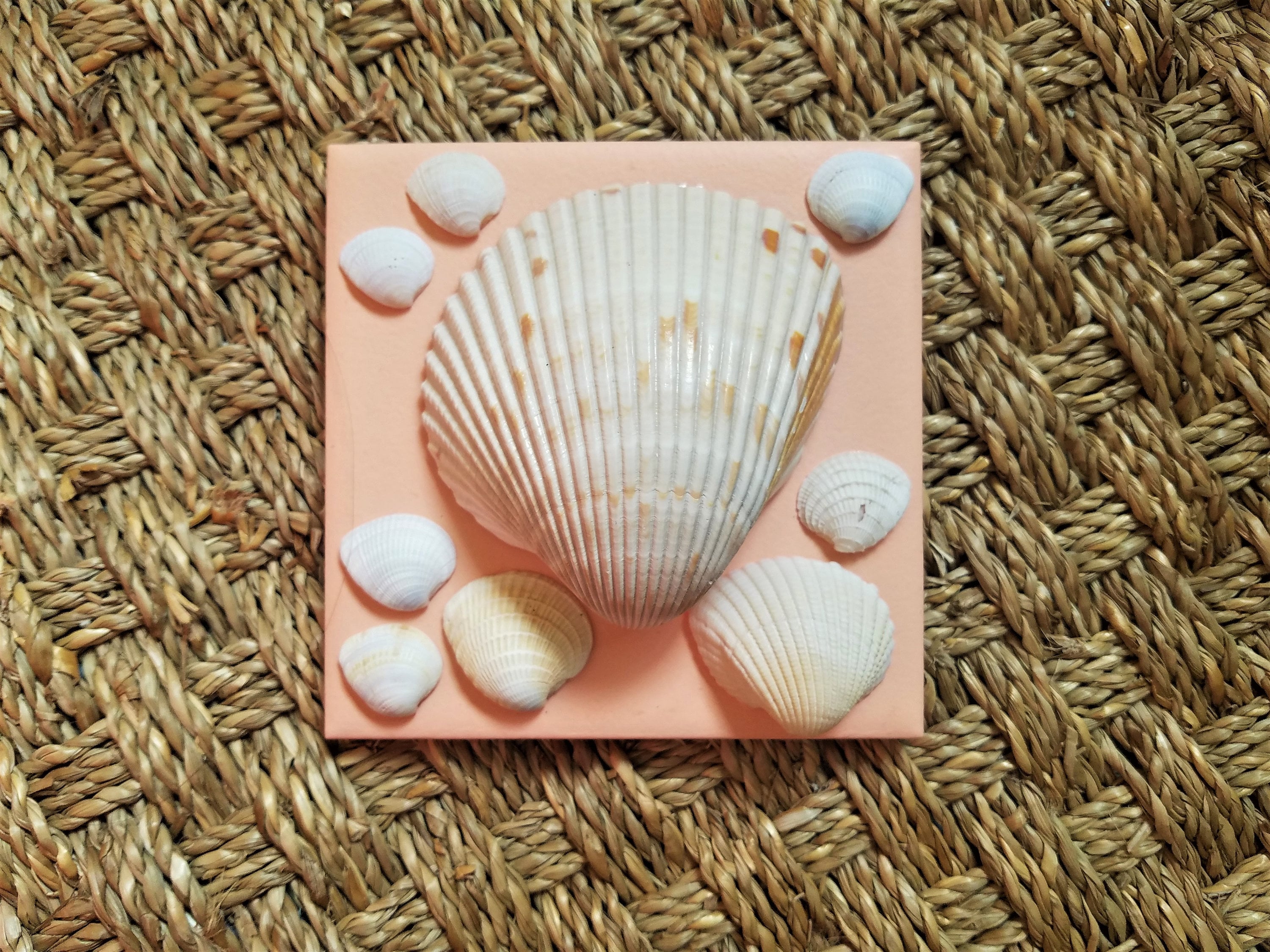 Atlantic Giant Cockle, Transverse Ark and Cross-barred Venus Shells on ...