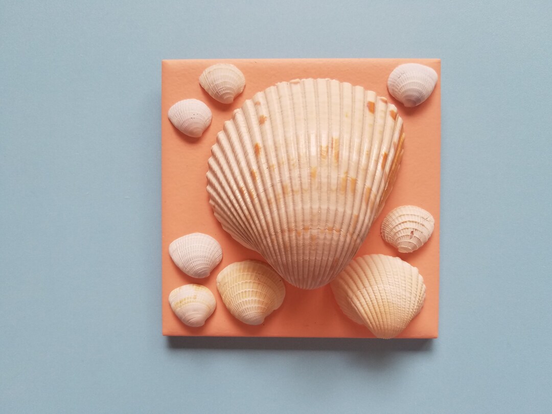 Atlantic Giant Cockle, Transverse Ark and Cross-barred Venus Shells on ...