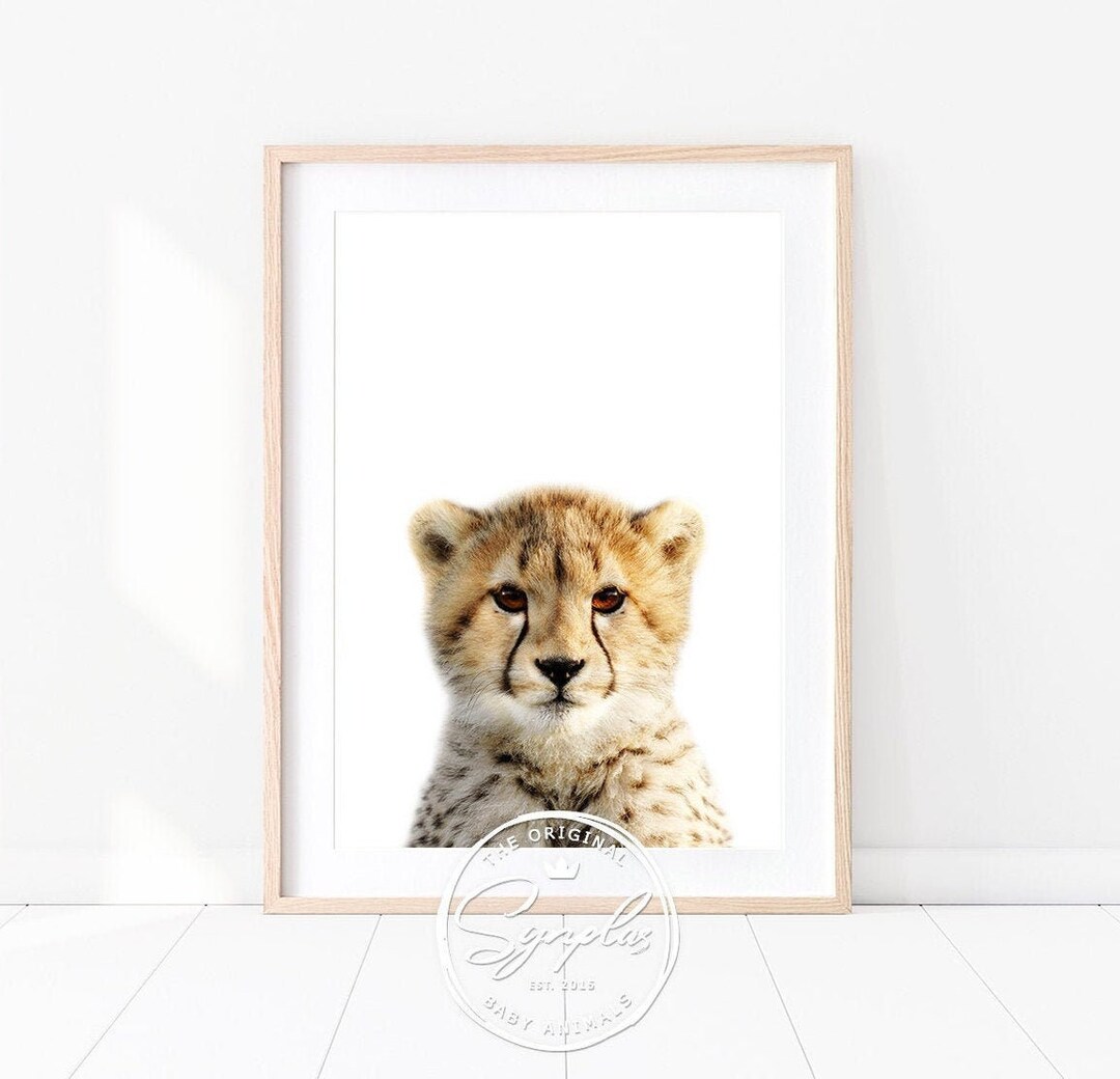 Baby Cheetah Print, Cheetah Cub, Baby Animals Art Print by Synplus ...