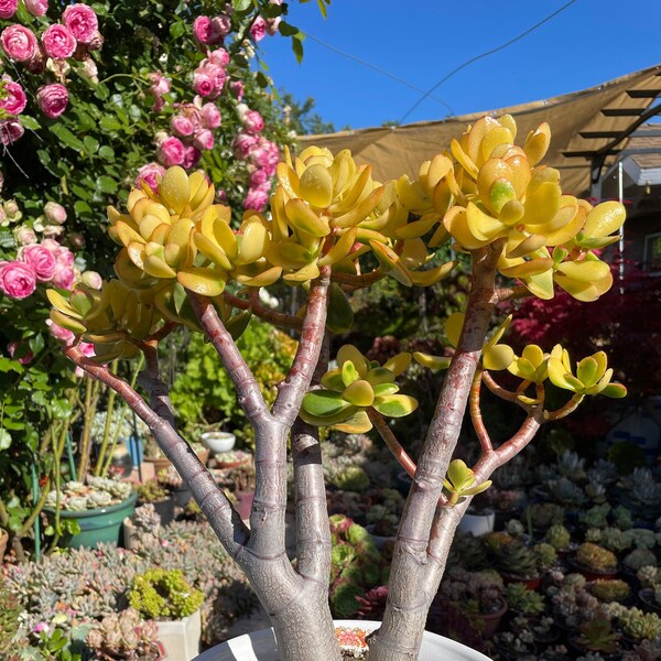 Large Jade Plant - Etsy
