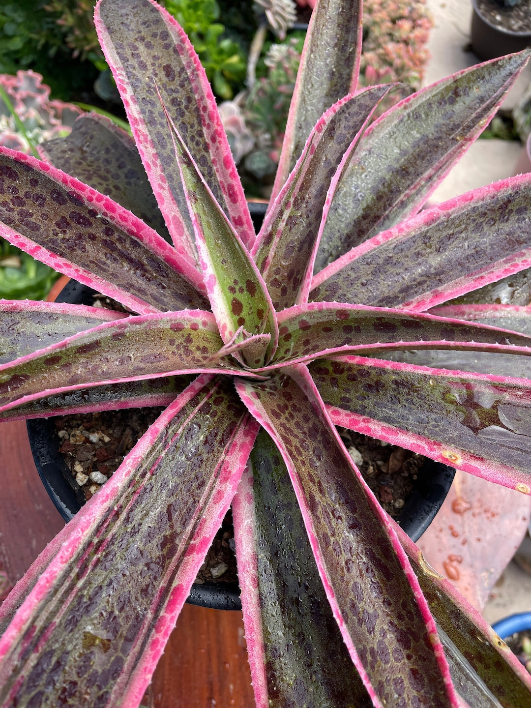 16 Inch Large Mangave 'snow Leopard' - Etsy