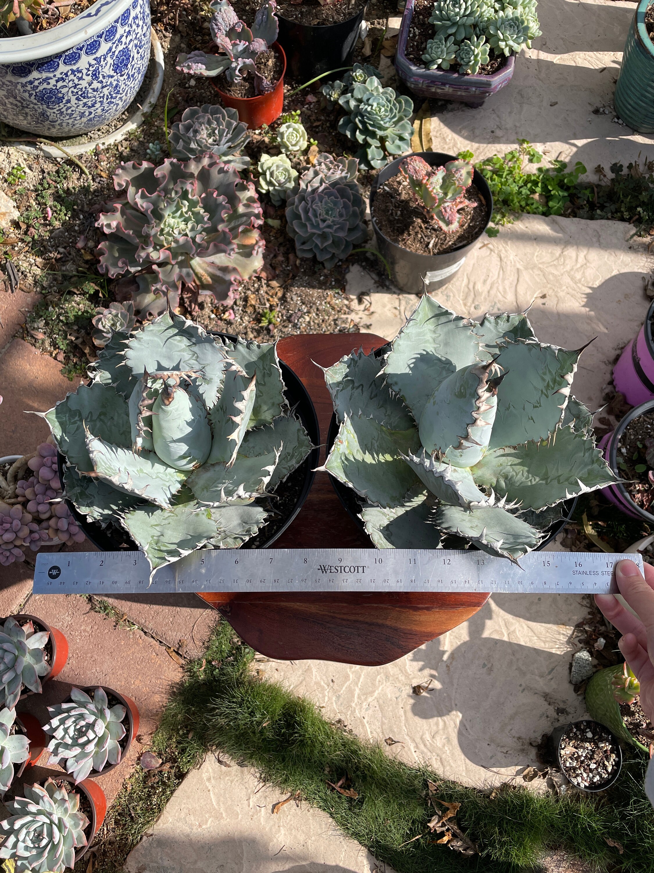 Agave Titanota agave 'lion's Mane' - Etsy