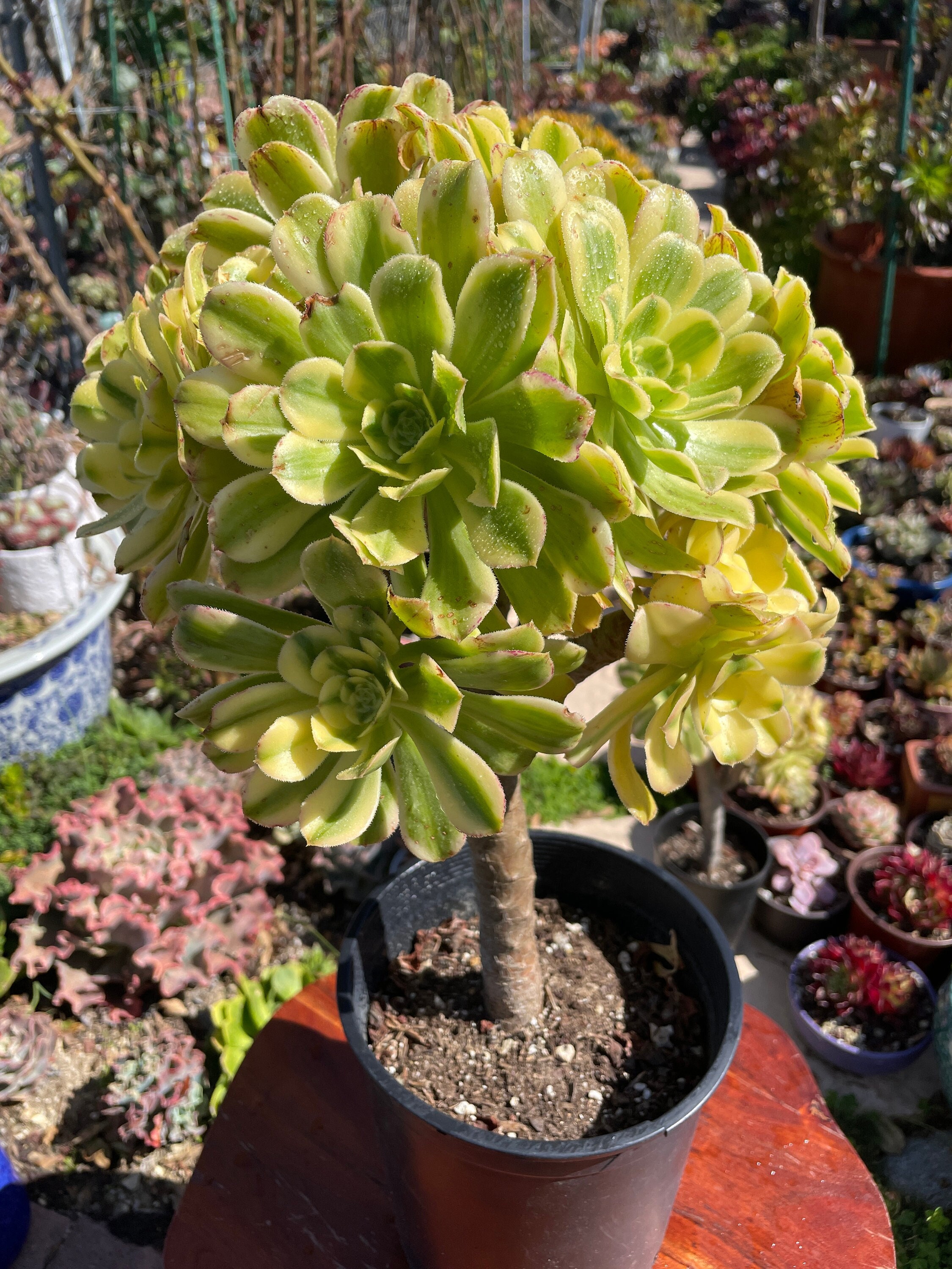 Aeonium Arboreum Variegata