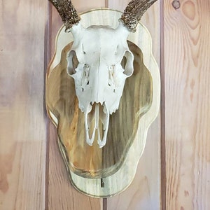 Euro Mount Display, Deer Skull Display Mount, Buck Skull Mount. - Etsy