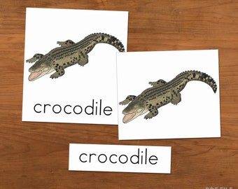 Parts of a Giraffe Nomenclature 3-part Cards Montessori Zoology ...