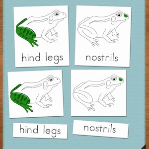 Mobilemontessori.org ,montessori 3 Part Cards: Frog Parts, Parts of ...