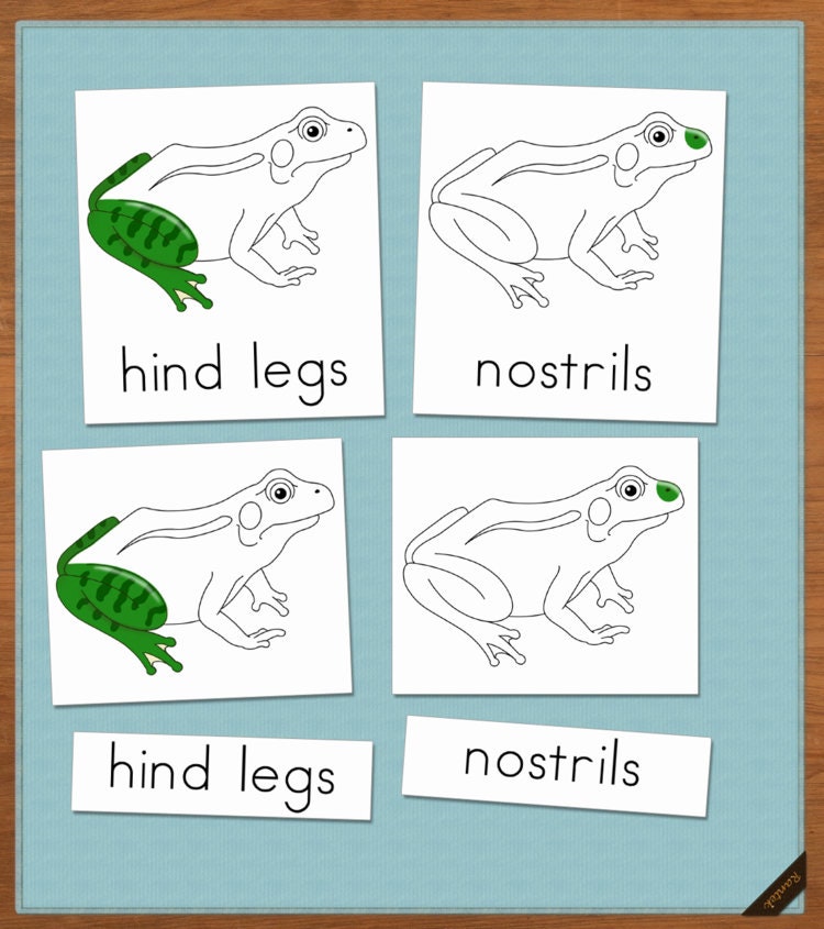 Mobilemontessori.org ,montessori 3 Part Cards: Frog Parts, Parts of ...