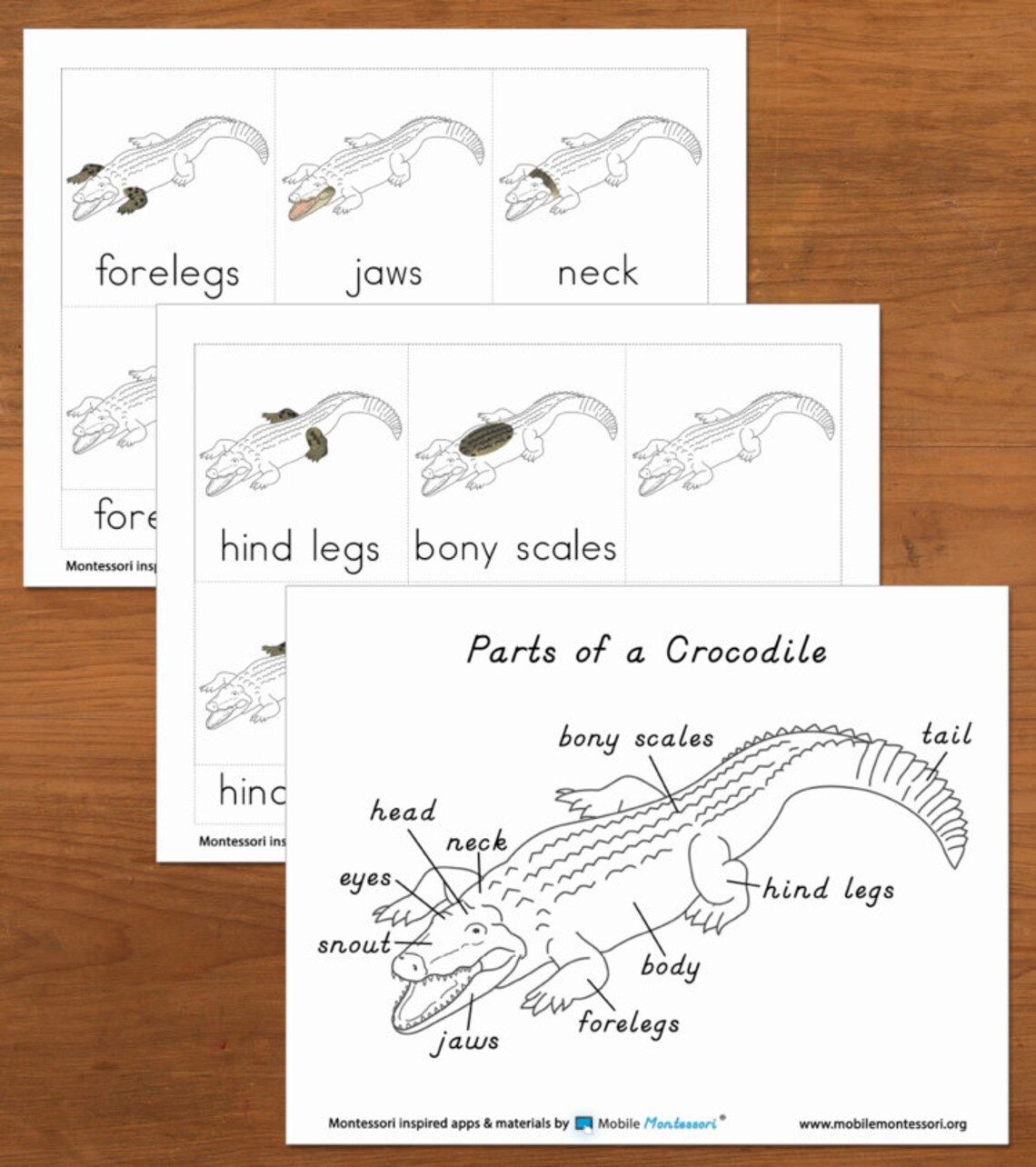Mobilemontessori.org Montessori 3 Part Cards: Parts of a Crocodile ...