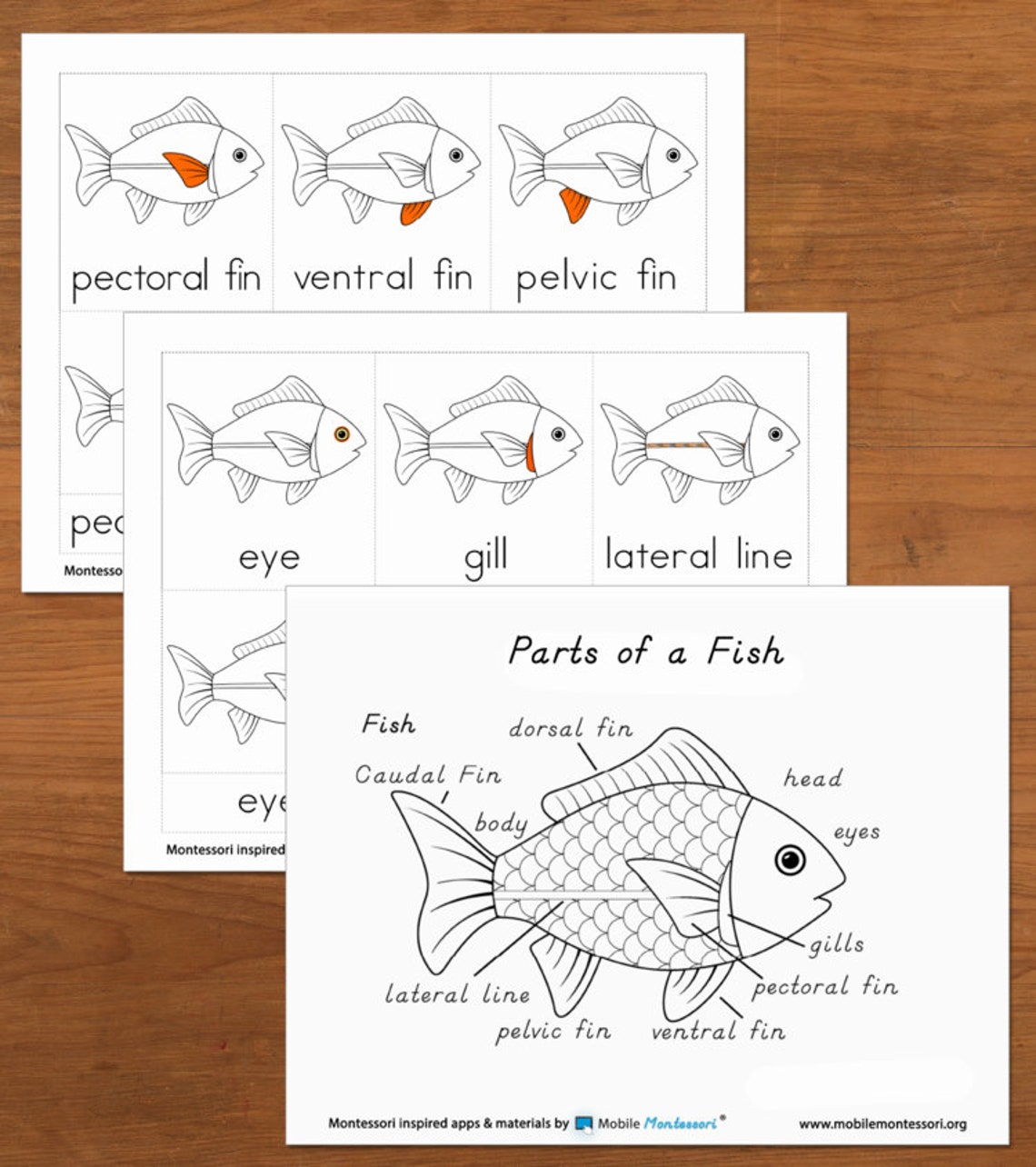 Mobilemontessori.org, Montessori 3 Part Cards: Fish, Parts of Animals ...
