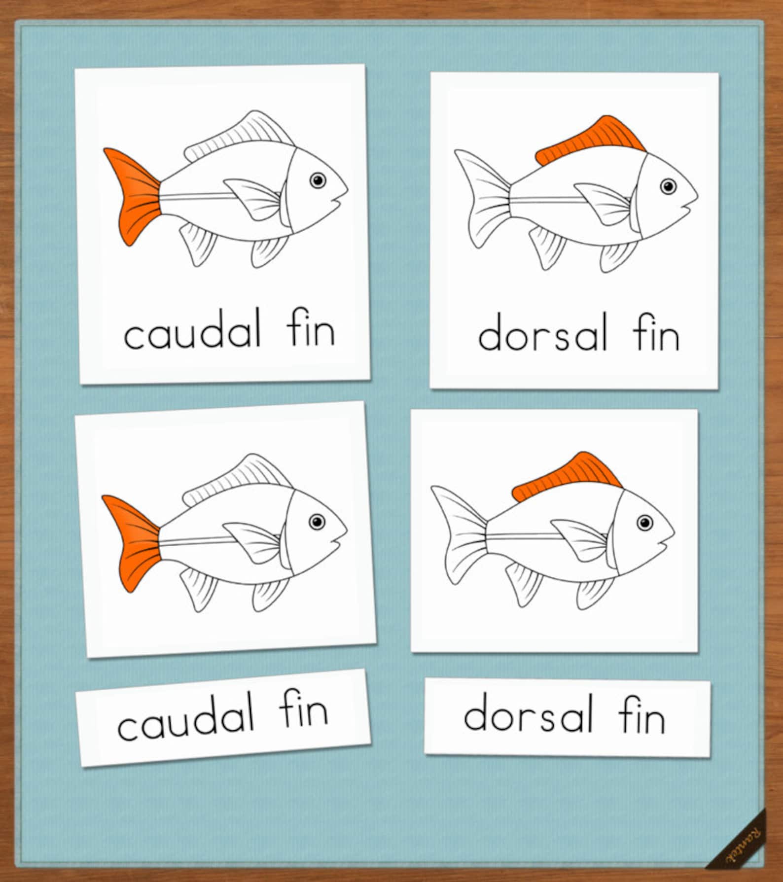 Mobilemontessori.org Montessori 3 Part Cards: Fish Parts of - Etsy