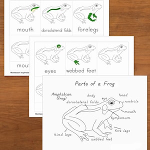 Mobilemontessori.org ,montessori 3 Part Cards: Frog Parts, Parts of ...