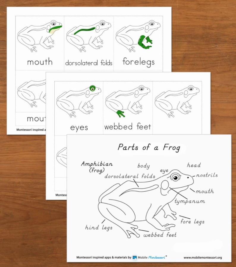 Mobilemontessori.org ,montessori 3 Part Cards: Frog Parts, Parts of ...