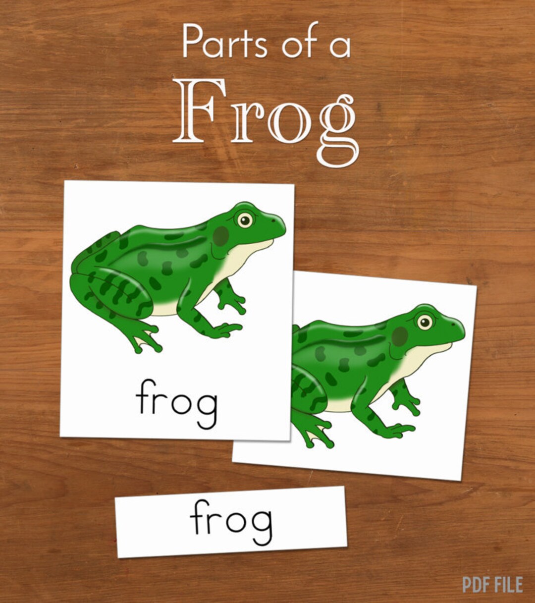 Mobilemontessori.org ,montessori 3 Part Cards: Frog Parts, Parts of ...