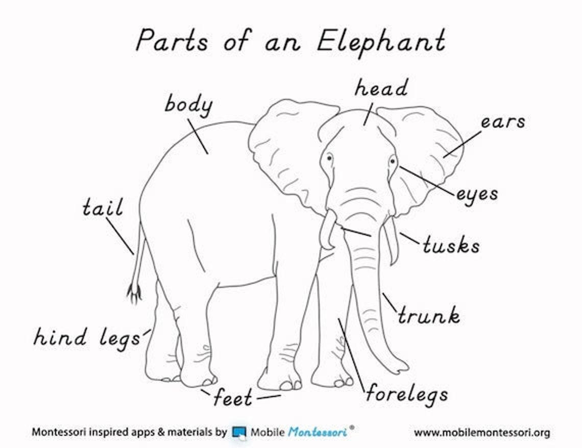 Montessori 3 Part Cards: Elephant Parts Parts of Animals - Etsy