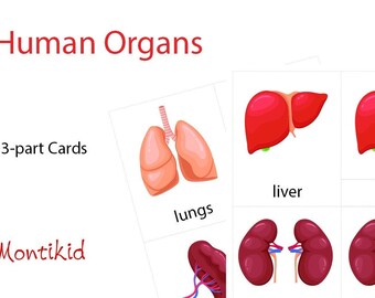 Human Anatomy & Organs Montessori 3 Part Cards and Labeling Activity ...