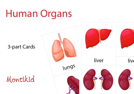 Human Organs Montessori 3-part Cards - Etsy