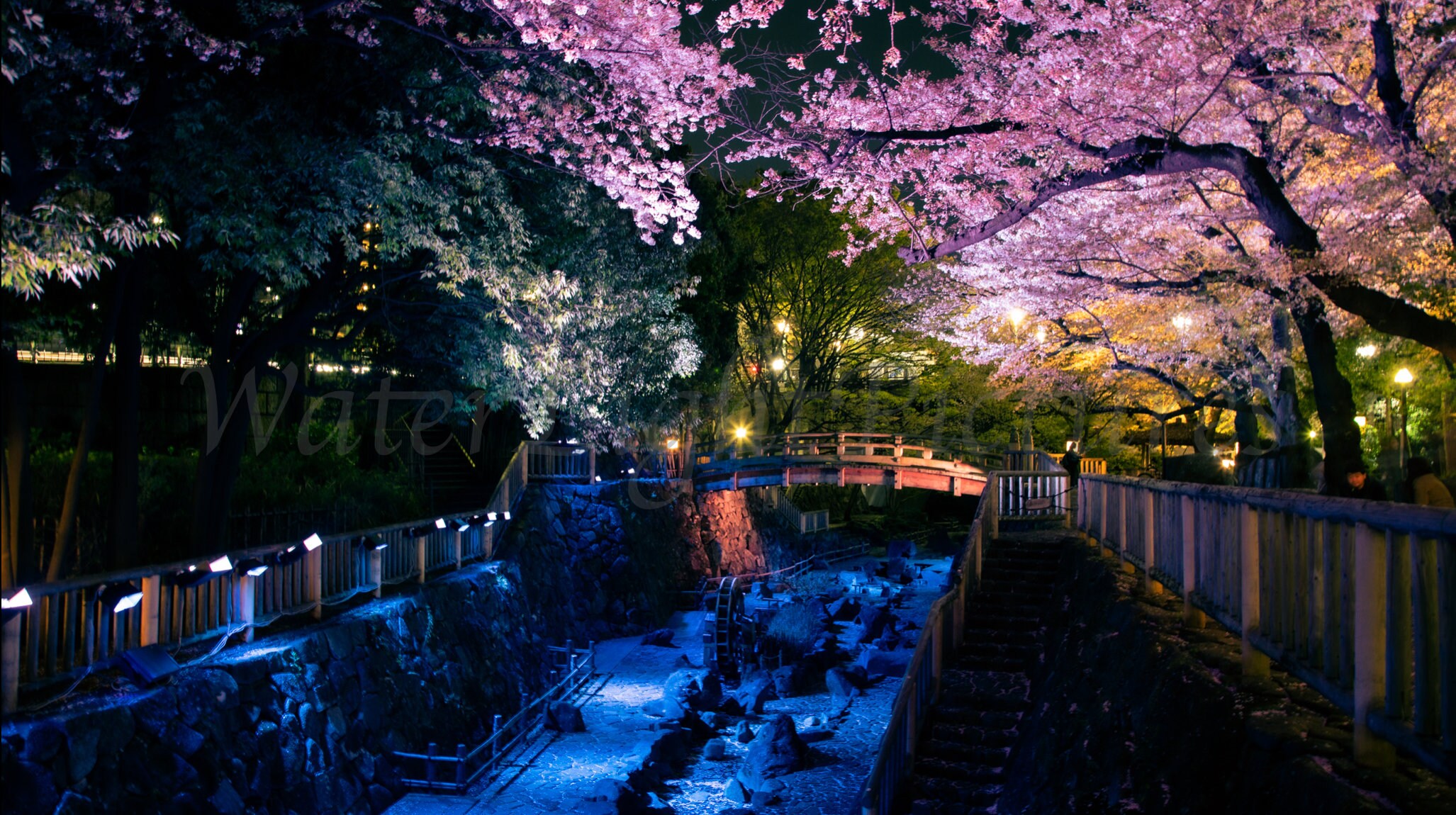Sakura Night Scenery Digital Download Photography Nature | Etsy