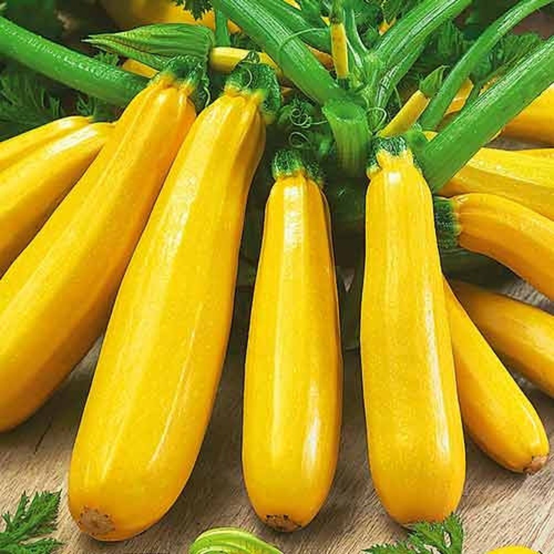 Golden Zucchini seeds Vegetable Seeds | Etsy