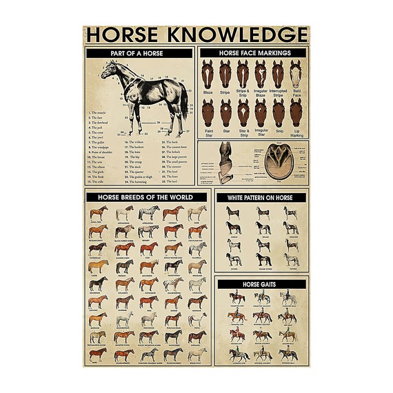 Horse Knowledge Poster Horse Breeds Poster Vintage Horse | Etsy