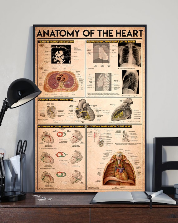 Anatomy of the Heart Poster Cardiology Knowledge Poster | Etsy