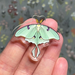 Bug Pin Collection | Moth | Beetle | Acrylic Pins - Etsy