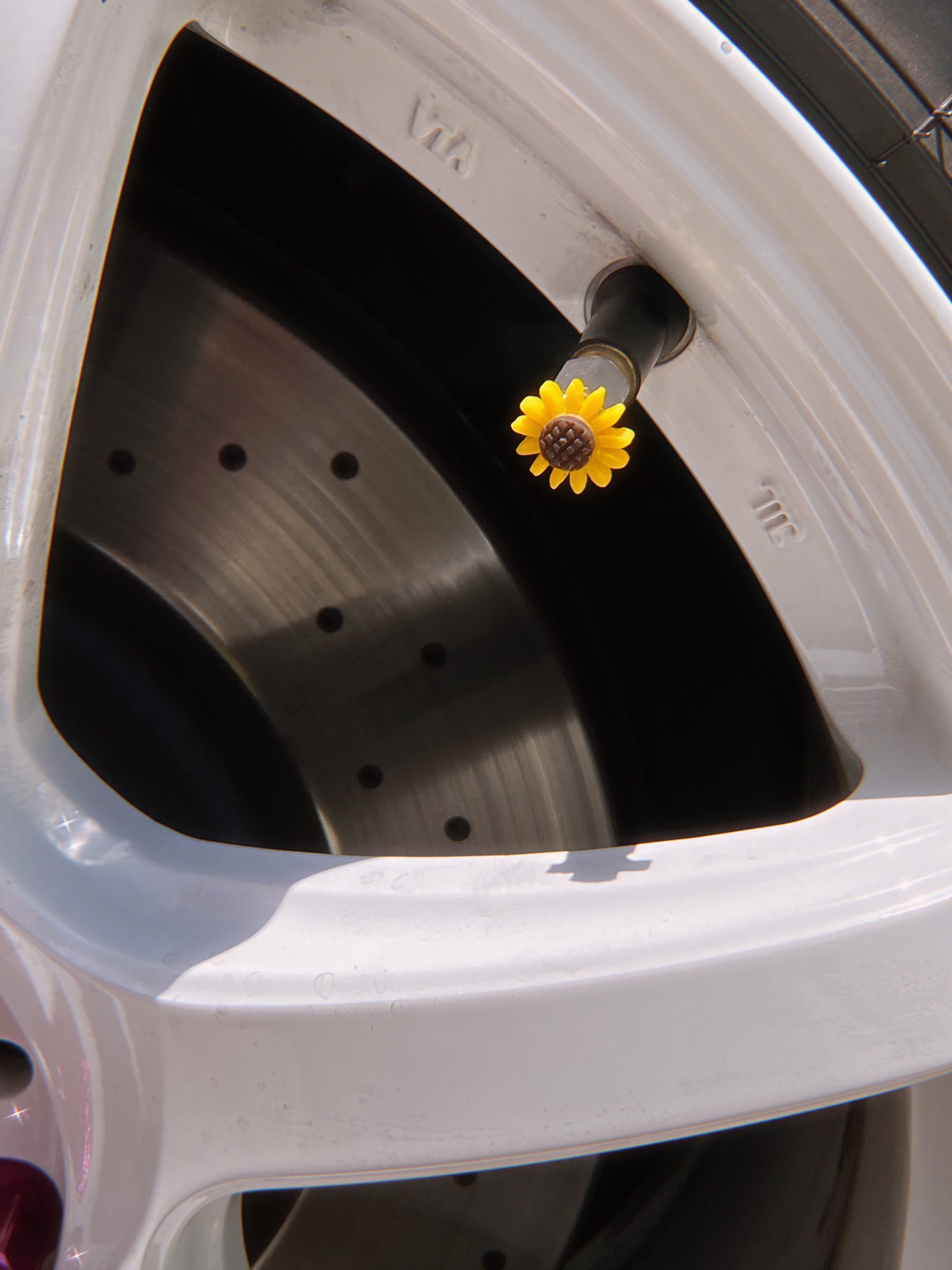 CUTE Kawaii Anime Daisy Flower Sunflower Holographic Shell Car - Etsy