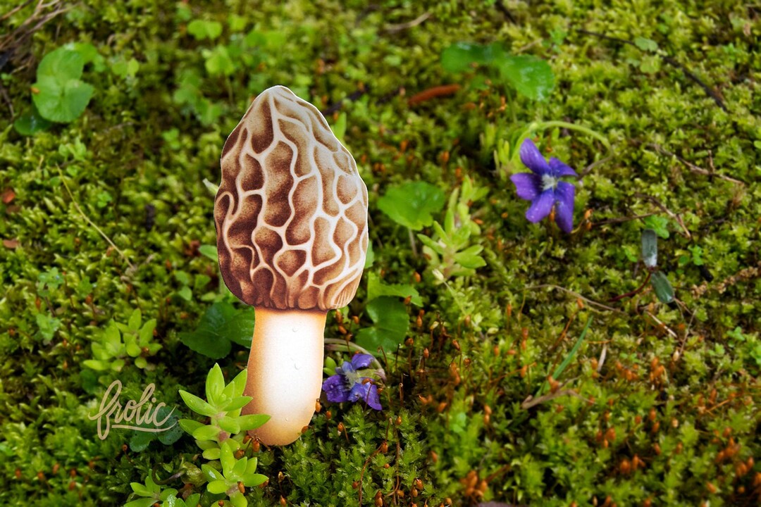 Morel Mushroom Vinyl Sticker Etsy