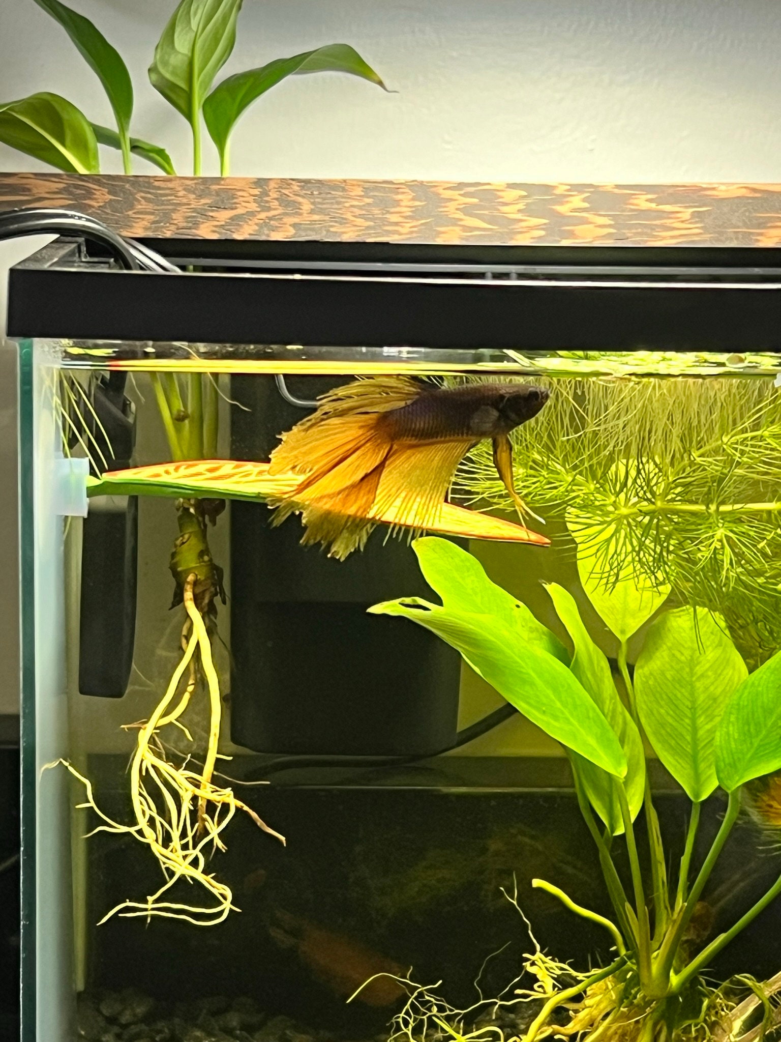 Tank Leaf Betta, Frog, Bed, Hammock - Etsy